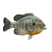 Bluegill – MyFishTruck